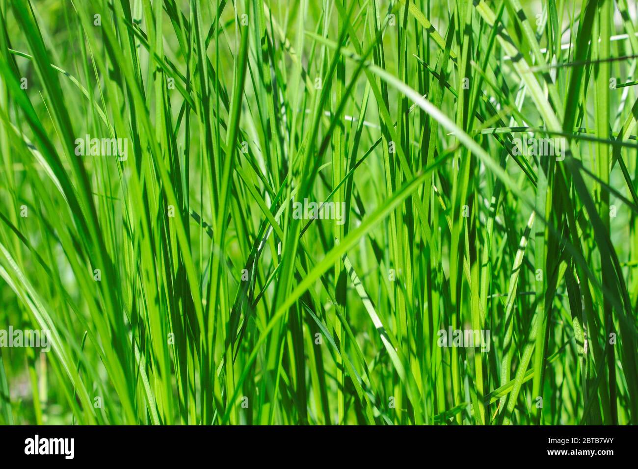 Lush Spring Sedge Grass High Resolution Stock Photography and Images ...