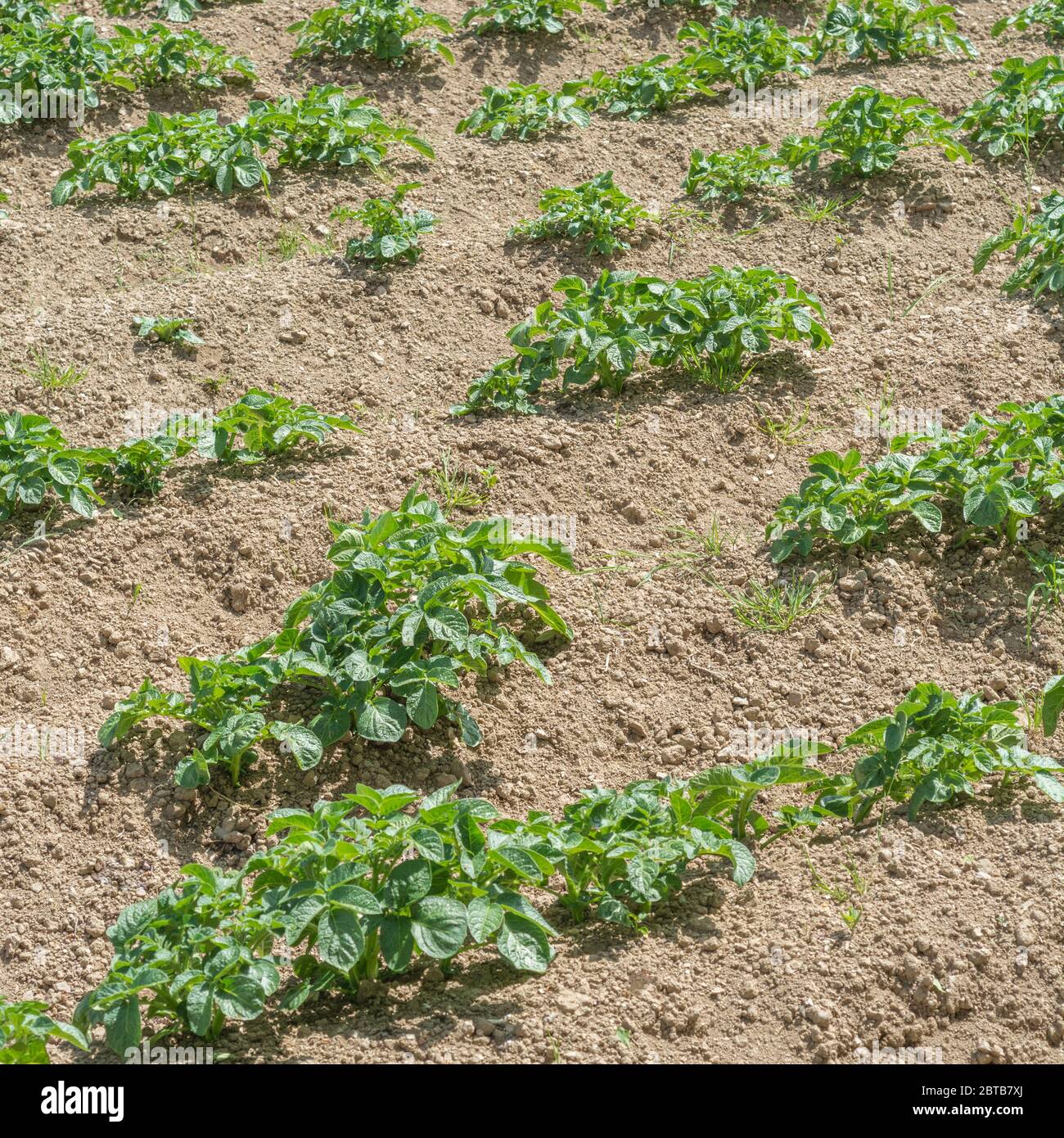 Sunny field with hilled potato plants being grown commercially. About 7 ...