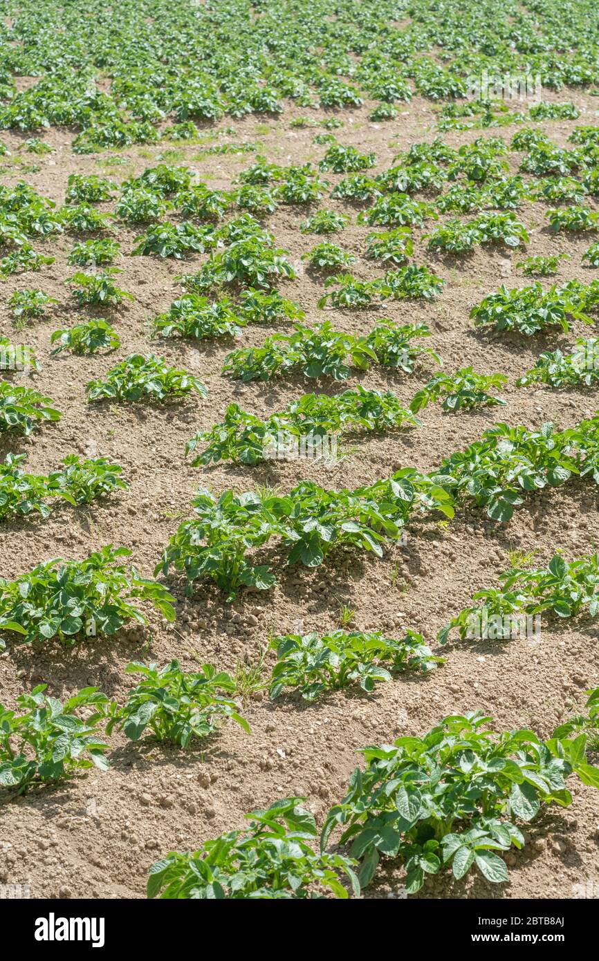 Potato solanum tuberosum hilled ridges hi-res stock photography and ...