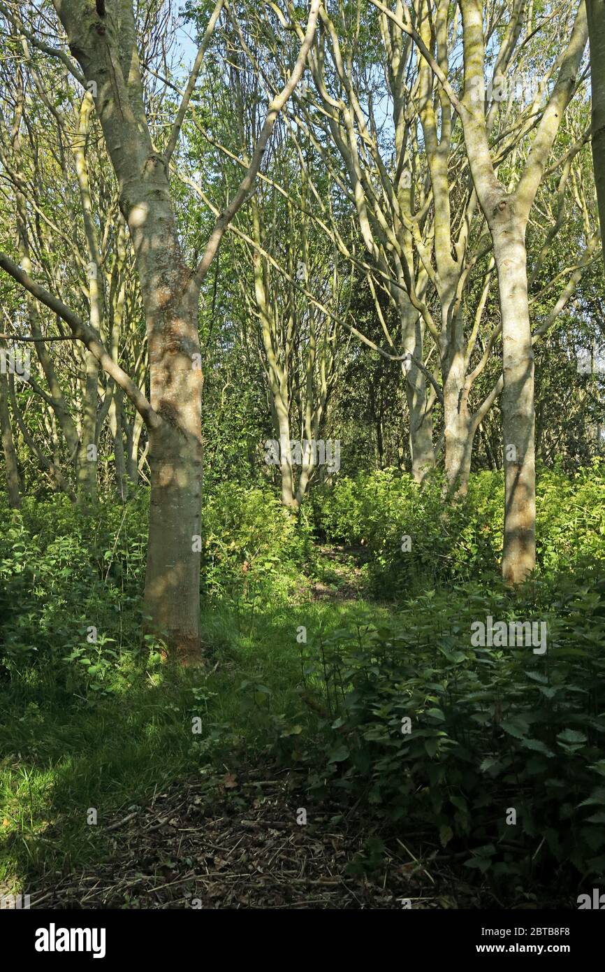 Lessingham hi-res stock photography and images - Alamy