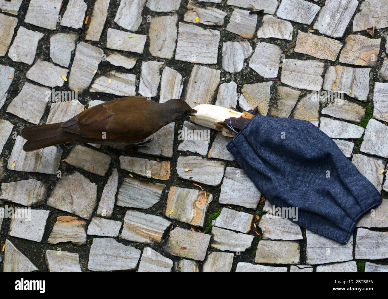 Birds eating garbage hi-res stock photography and images - Alamy
