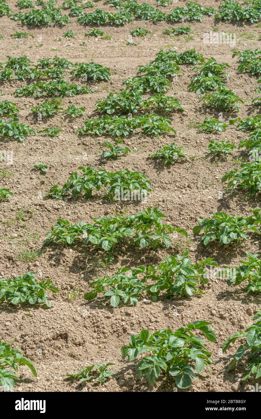 Potato crop hilled ridges hi-res stock photography and images - Alamy