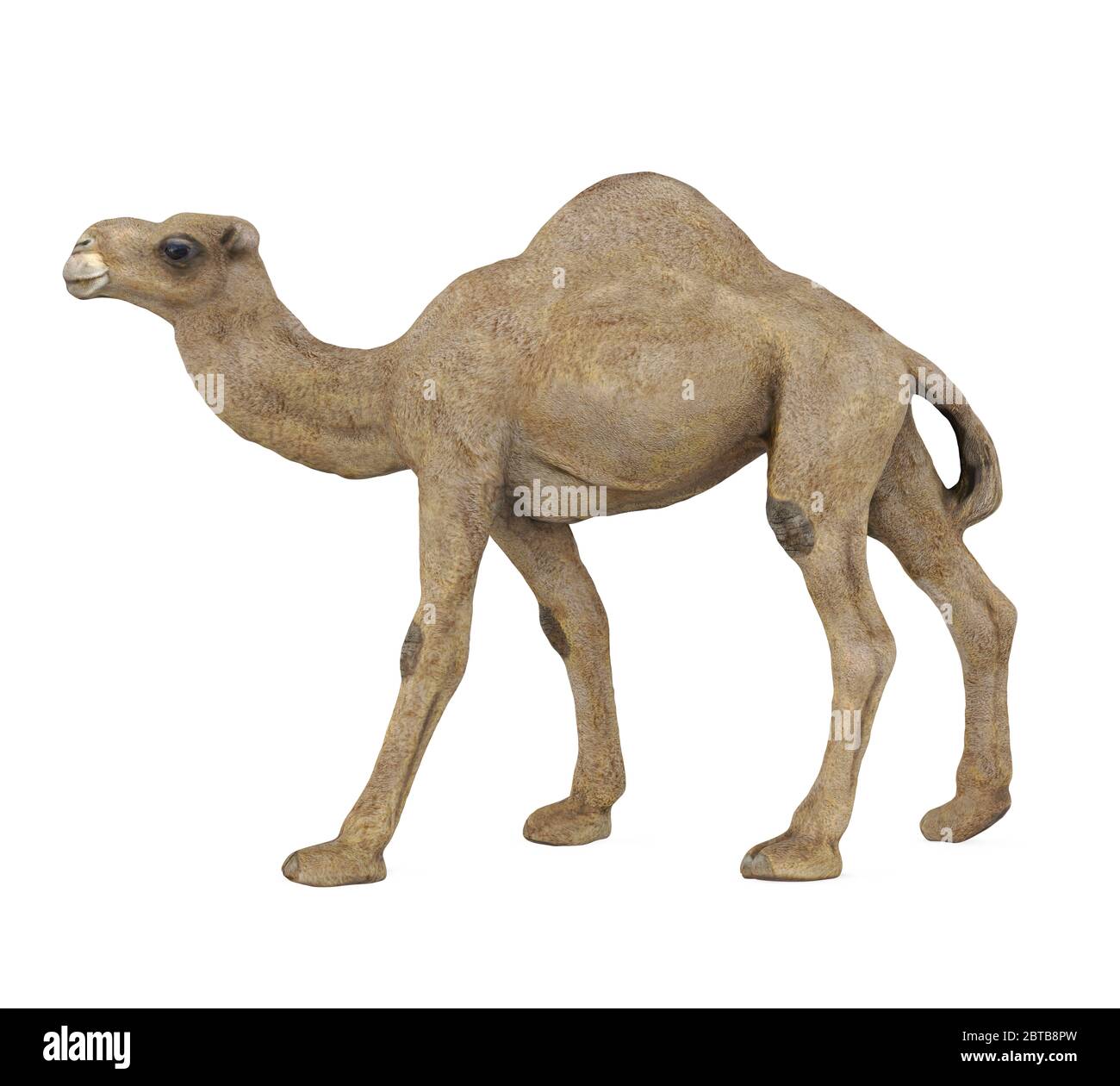 How the camel got its hump hi-res stock photography and images - Alamy