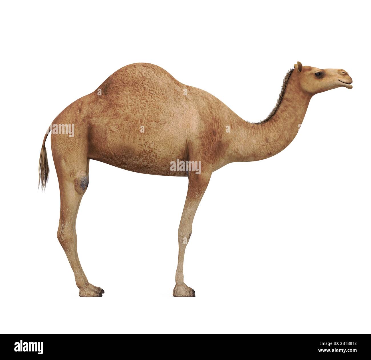 Camel hump Cut Out Stock Images & Pictures - Alamy