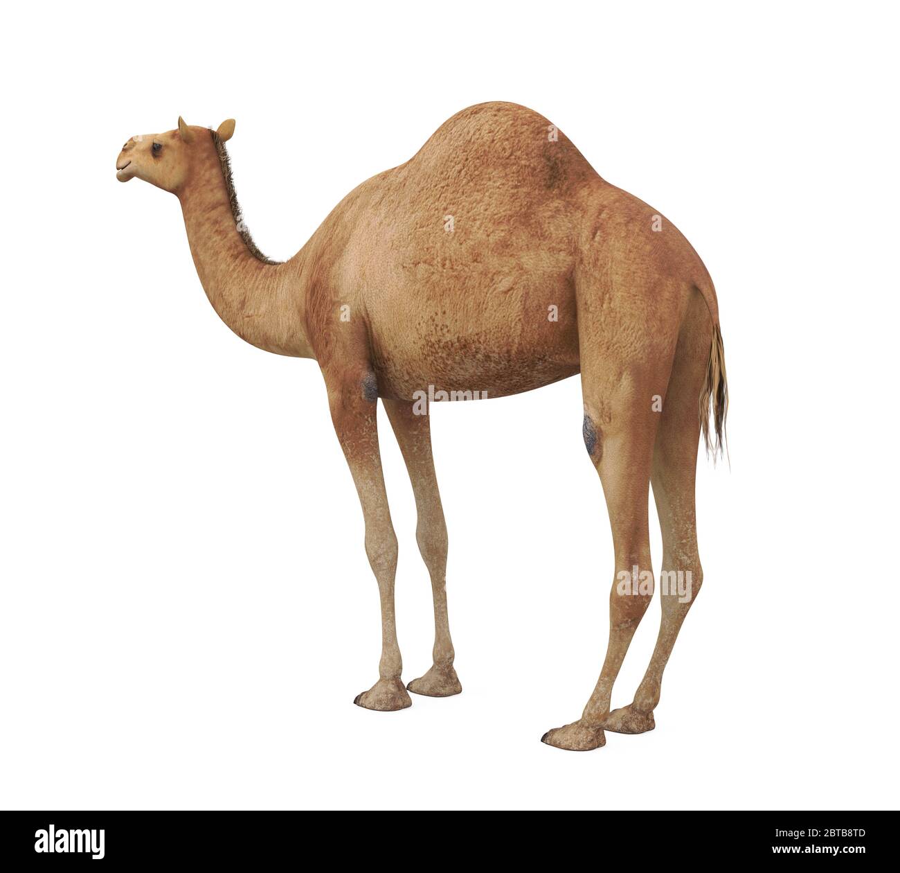 How the camel got its hump hi-res stock photography and images - Alamy