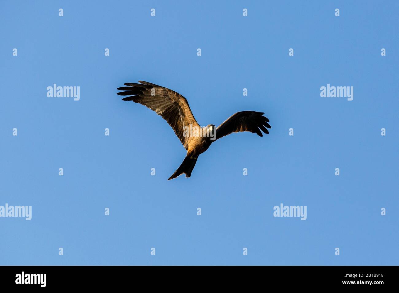 african kite captured in flight at sunset, Lake Malawi Stock Photo - Alamy