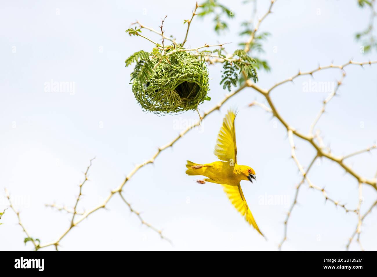 The eastern golden weaver (Ploceus subaureus) is a species of bird in ...