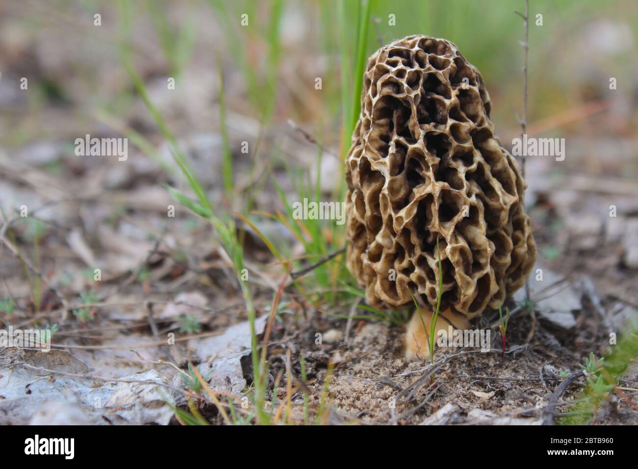 Morel mushroom close up among green grass Stock Photo - Alamy