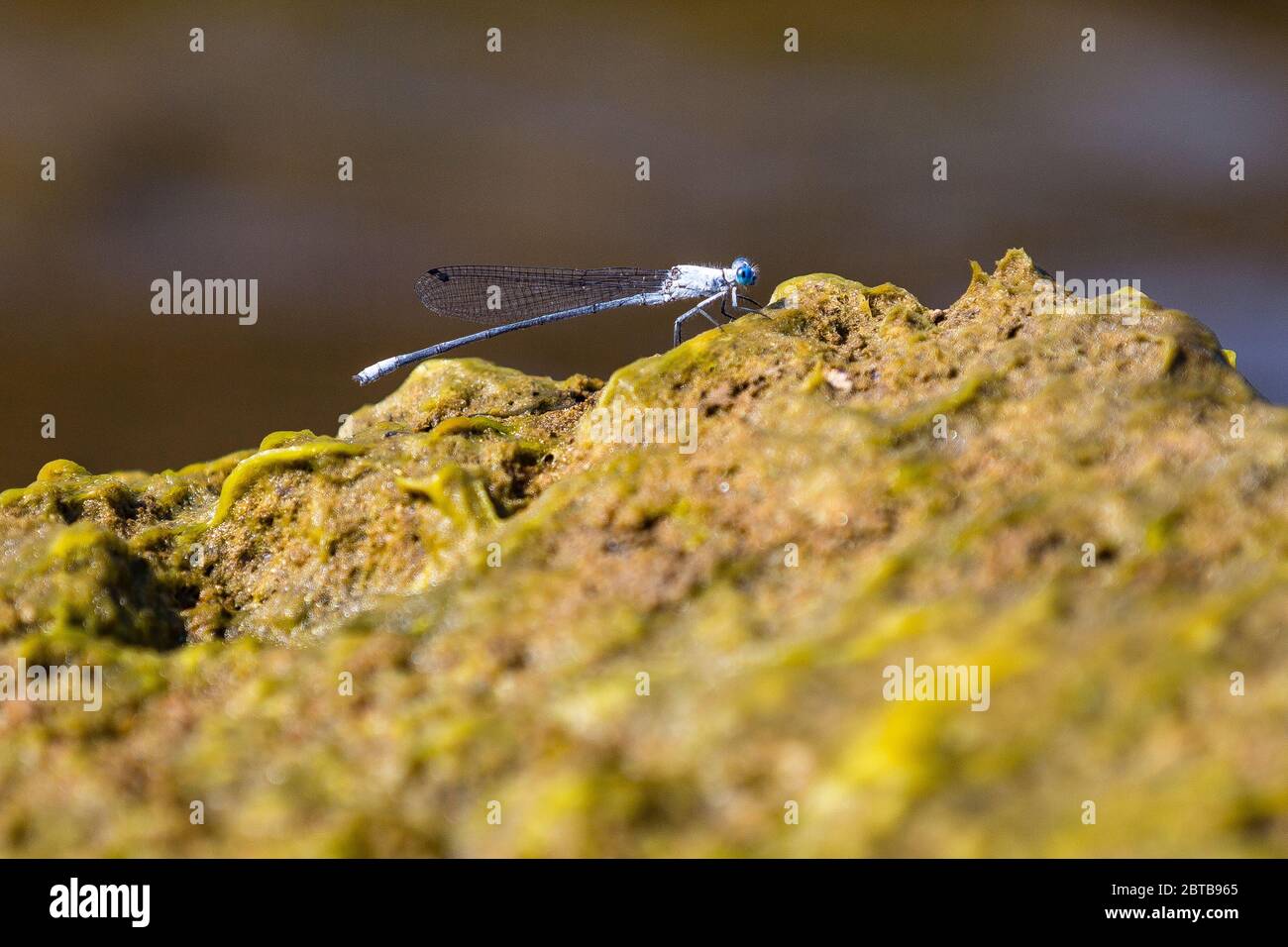 Blue dragon hi-res stock photography and images - Alamy
