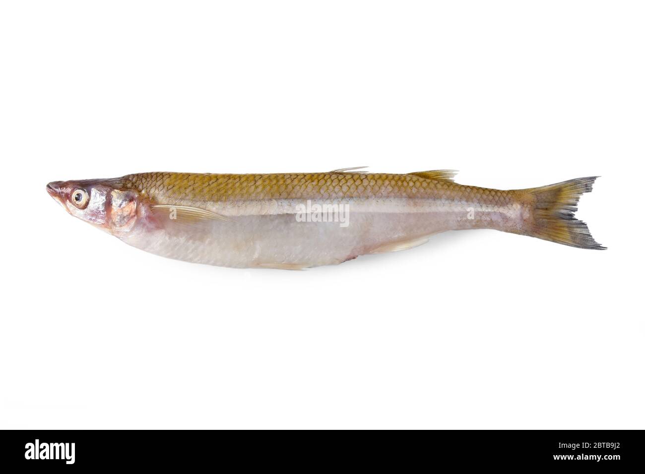 Marine snow fish Cut Out Stock Images & Pictures - Alamy