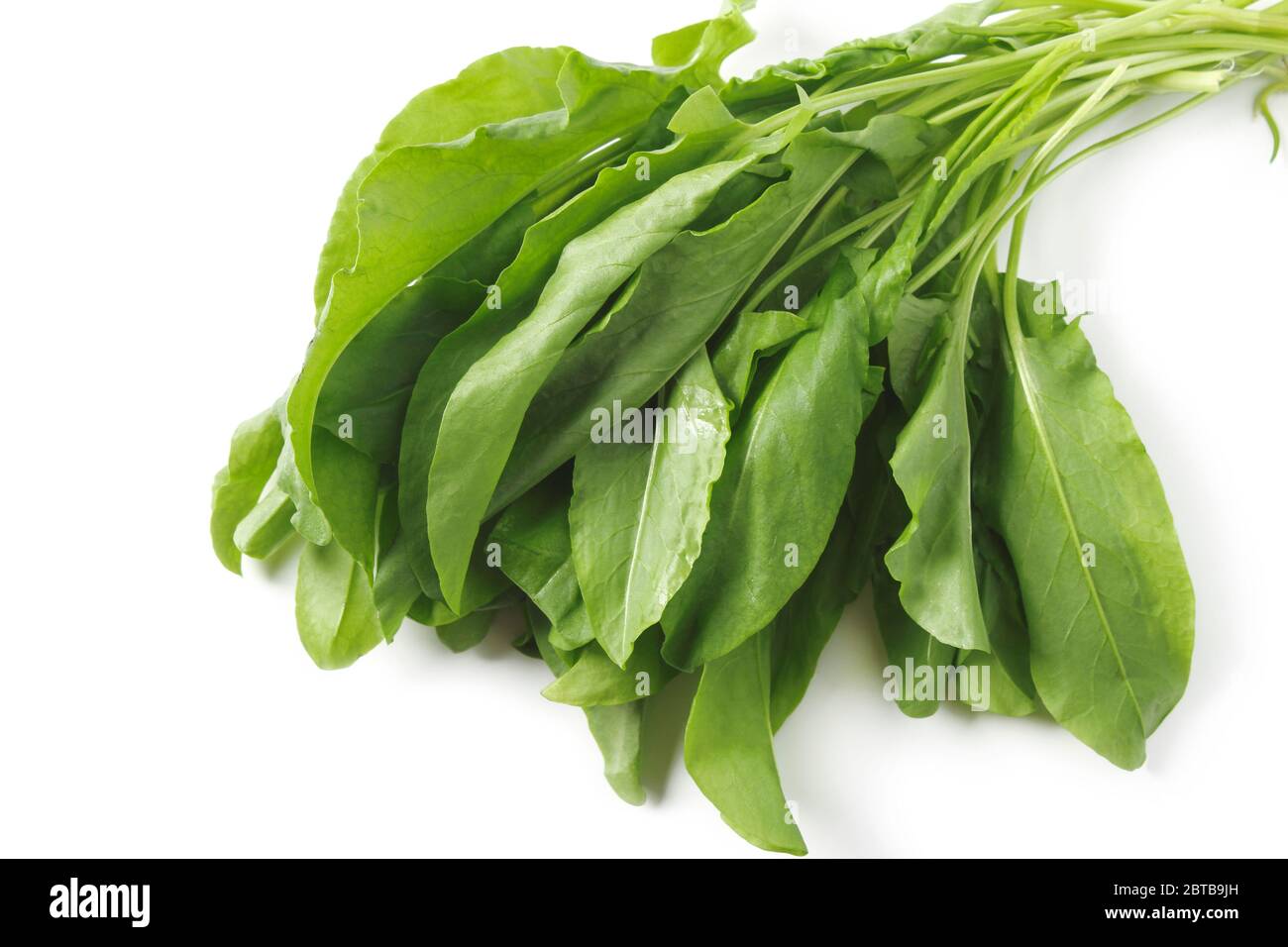 Bunch of fresh juicy sorrel leaves isolated on a white background Stock ...