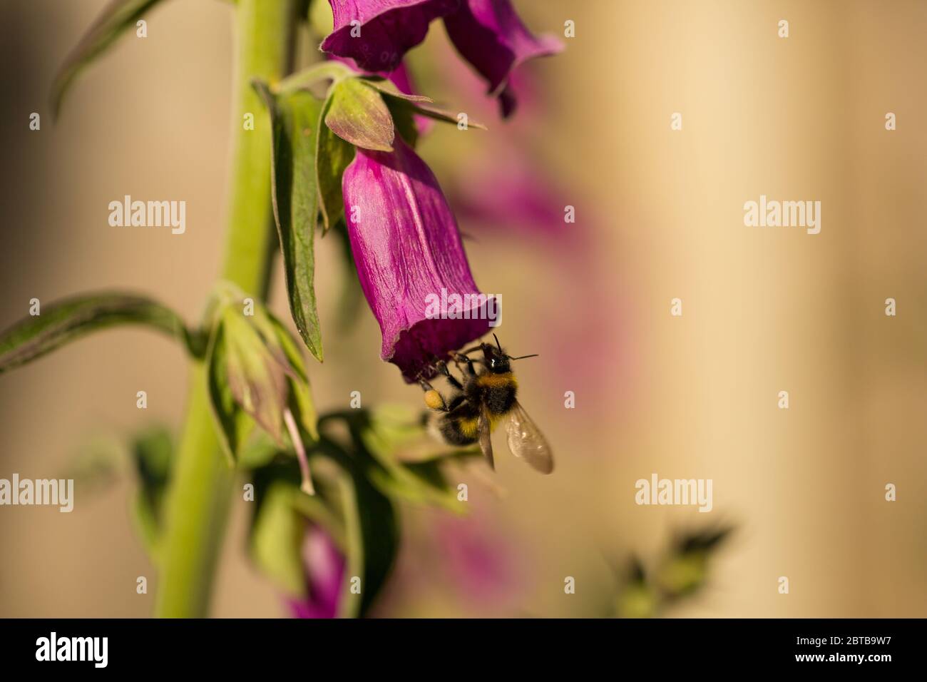 Bell shape hi-res stock photography and images - Alamy