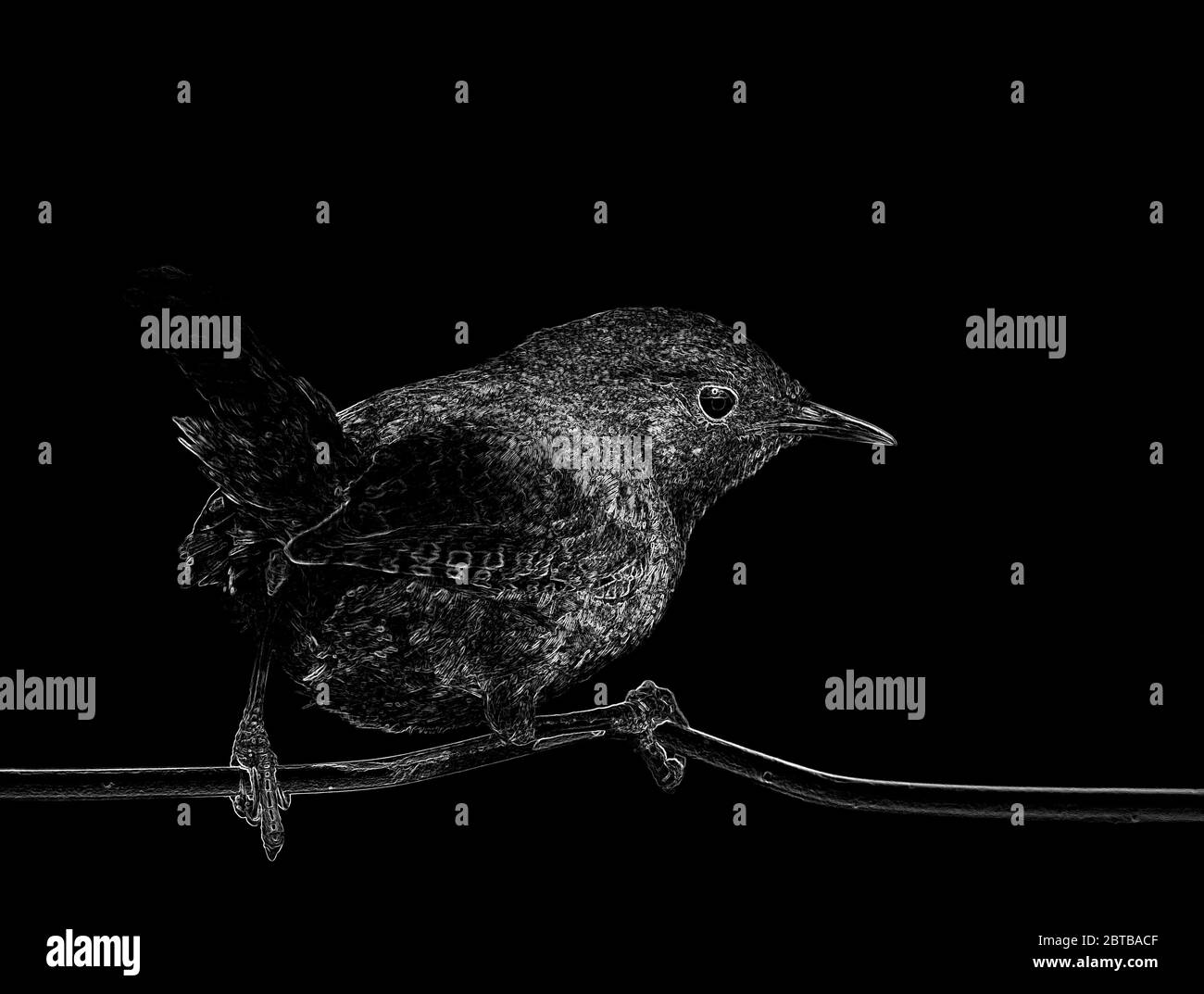 Wren feathers Black and White Stock Photos & Images - Alamy