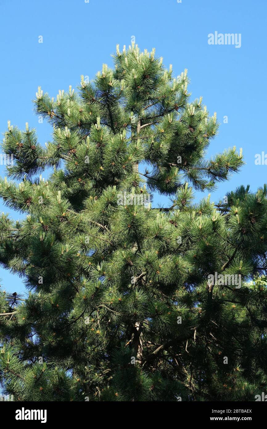 Scots pine, Waldkiefer, Pinus sylvestris, erdeifenyő Stock Photo - Alamy