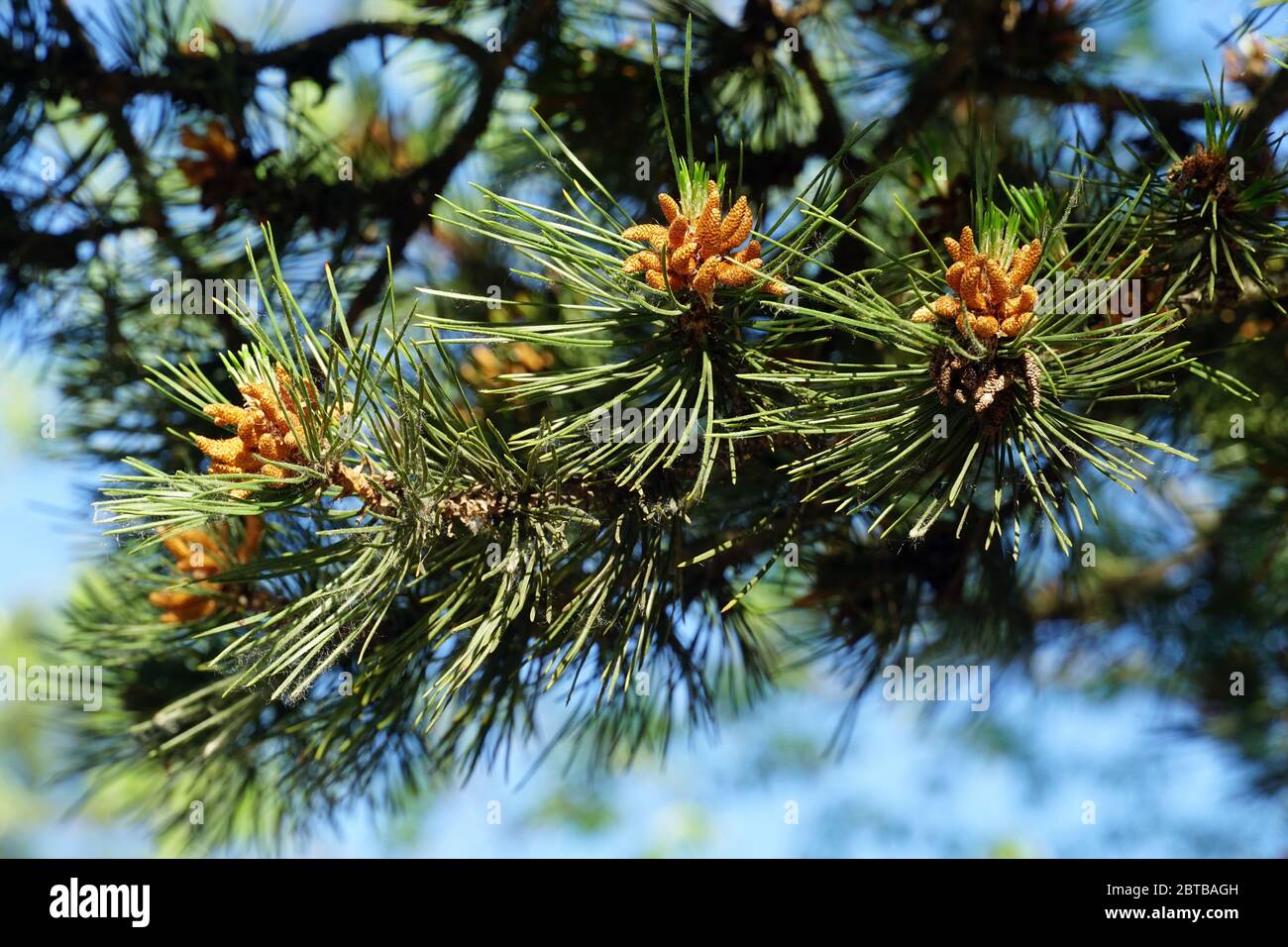 Scots pine, Waldkiefer, Pinus sylvestris, erdeifenyő Stock Photo - Alamy