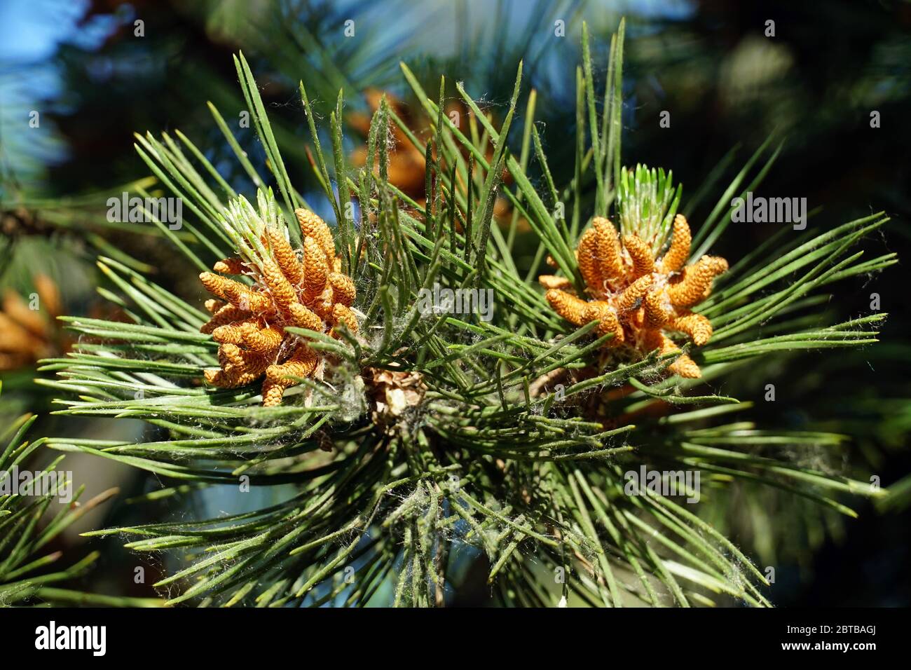 Scots pine, Waldkiefer, Pinus sylvestris, erdeifenyő Stock Photo - Alamy