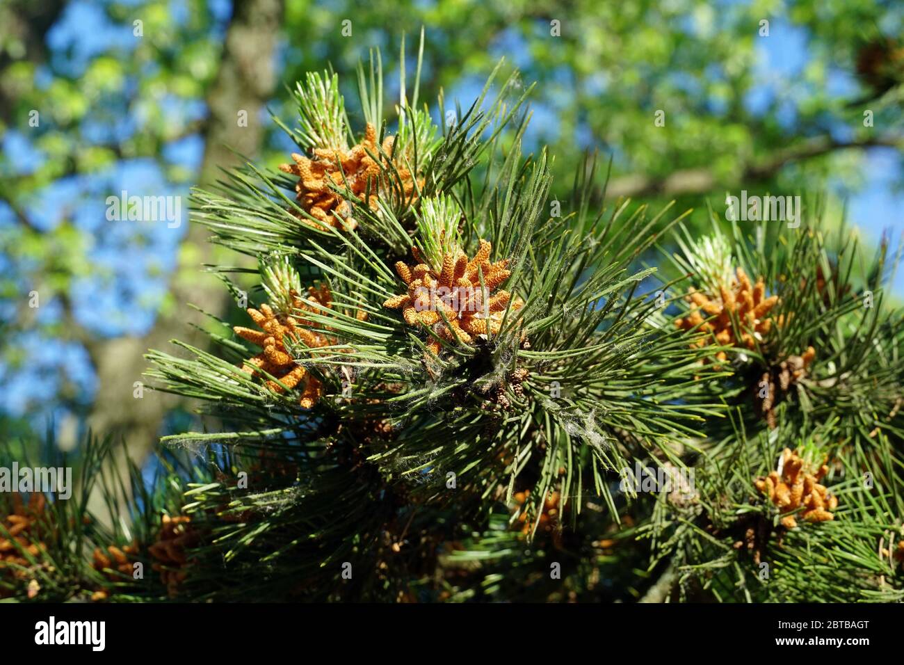 Scots pine, Waldkiefer, Pinus sylvestris, erdeifenyő Stock Photo - Alamy