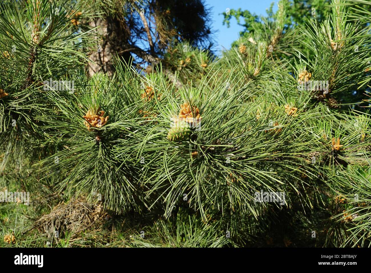 Scots pine, Waldkiefer, Pinus sylvestris, erdeifenyő Stock Photo - Alamy