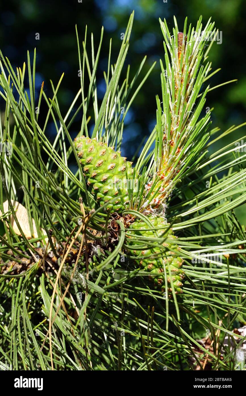 Scots pine, Waldkiefer, Pinus sylvestris, erdeifenyő Stock Photo - Alamy