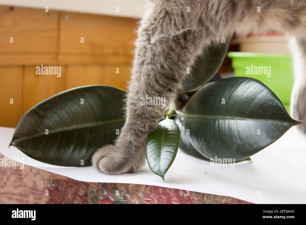 Cat's paw turned over a pot of ficus plant Stock Photo - Alamy