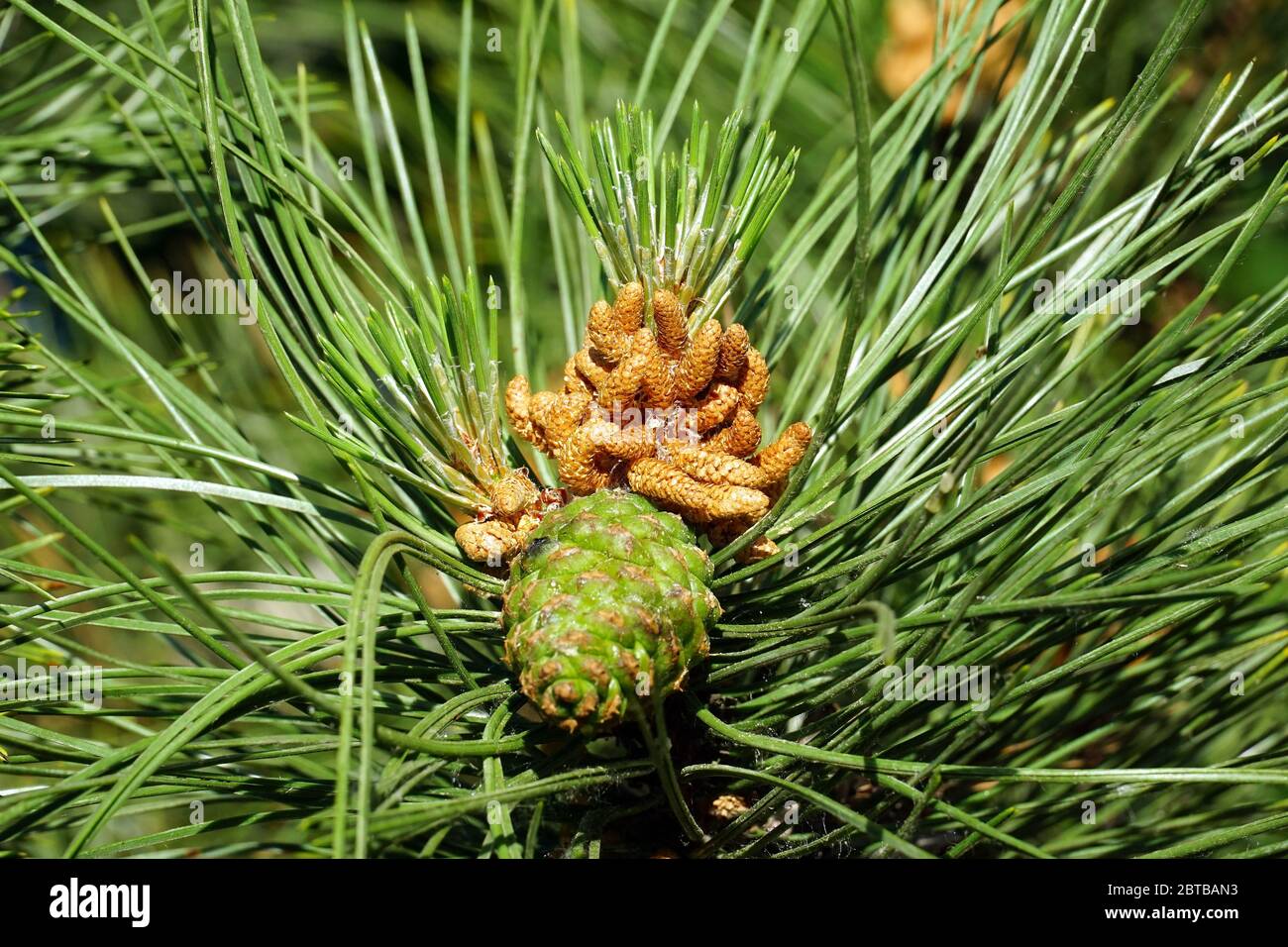 Scots pine, Waldkiefer, Pinus sylvestris, erdeifenyő Stock Photo - Alamy