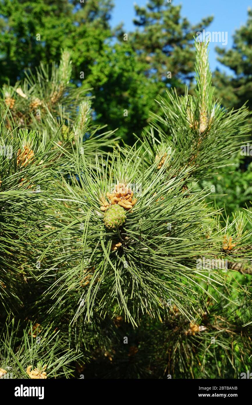 Scots pine, Waldkiefer, Pinus sylvestris, erdeifenyő Stock Photo - Alamy