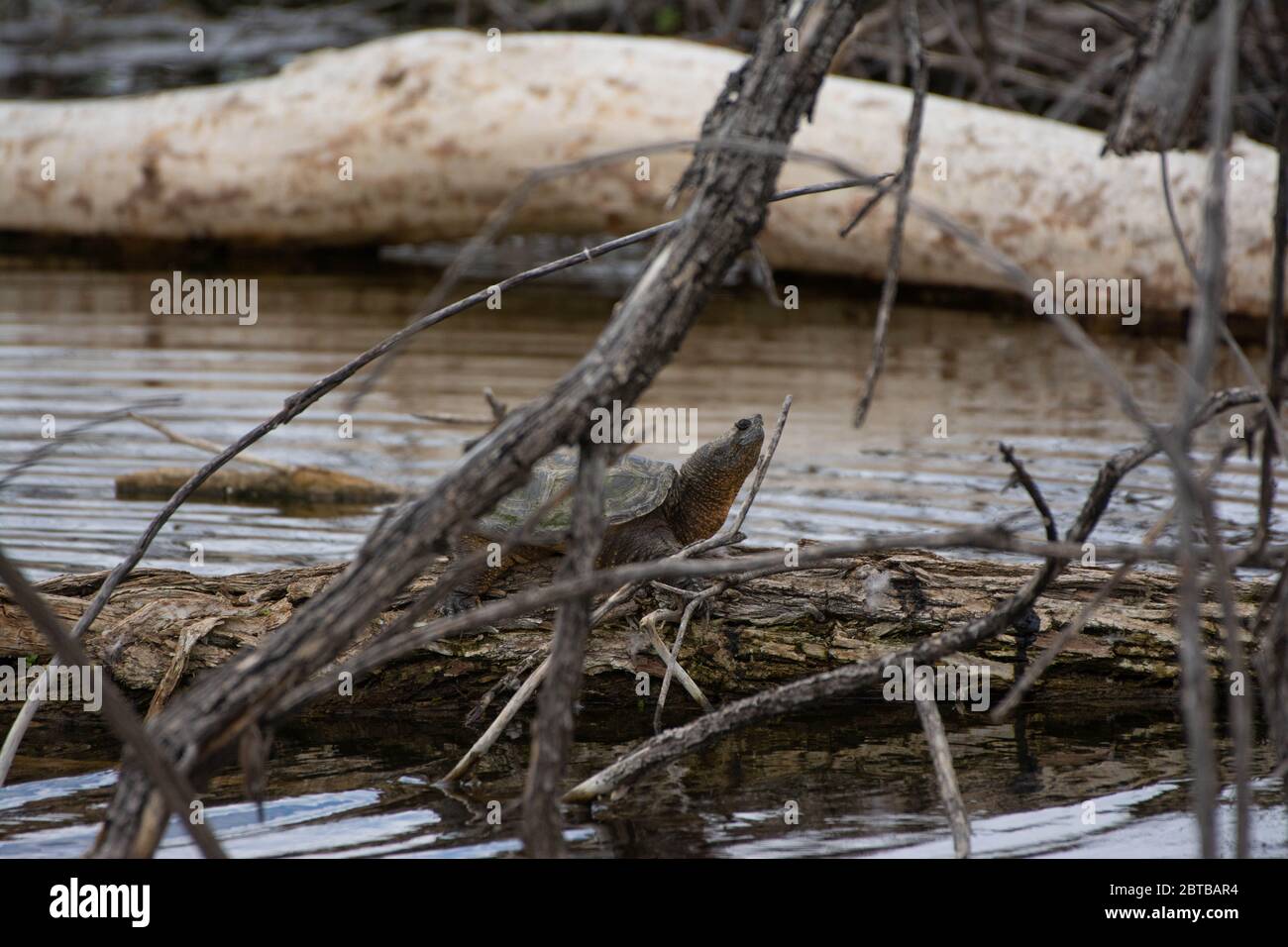 Snapping Turtle (Chelydra serpentina) basking on a log in a beaver pond ...