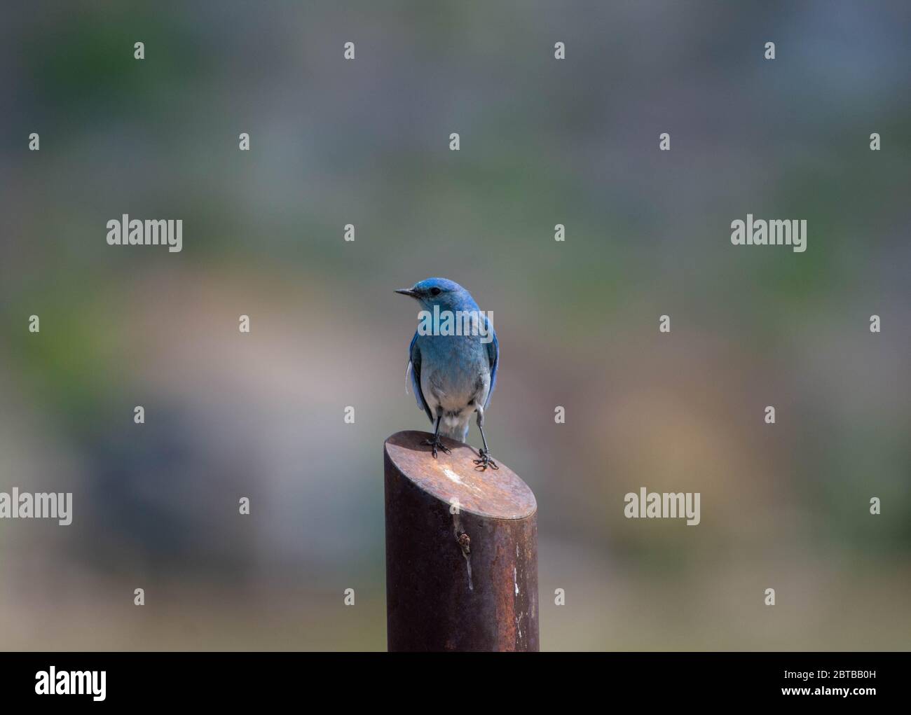 Mountain Bluebird (Sialia currucoides) from Douglas County, Colorado ...