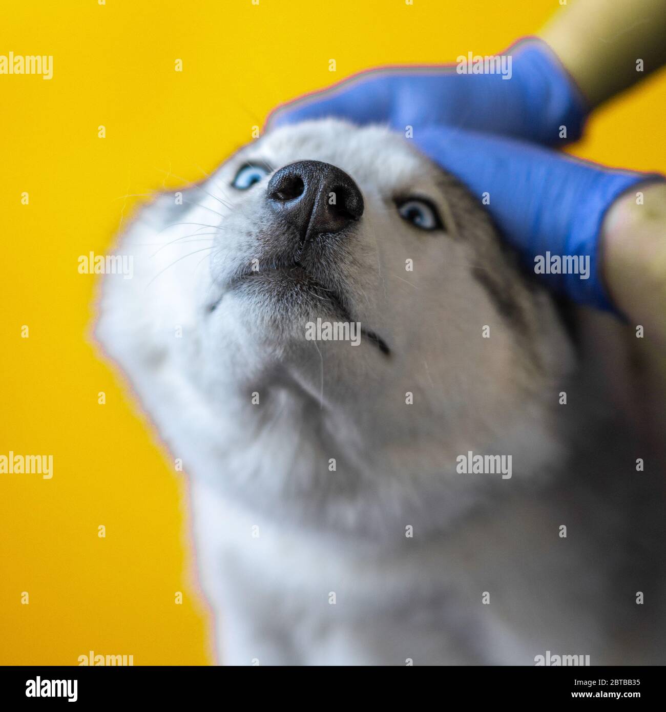 Brushing fur comb in dog breed Siberian Husky isolated on orange ...