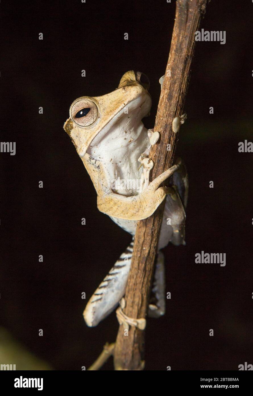 File Eared or Borneo Eared Tree Frog Polypedates otilophus clinging to ...