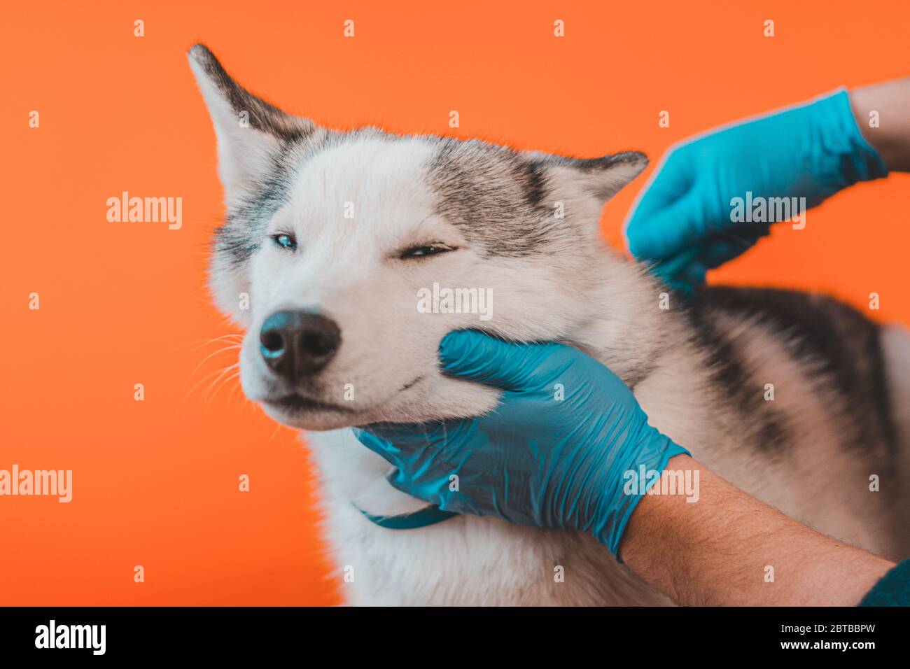 Brushing fur comb in dog breed Siberian Husky isolated on orange ...