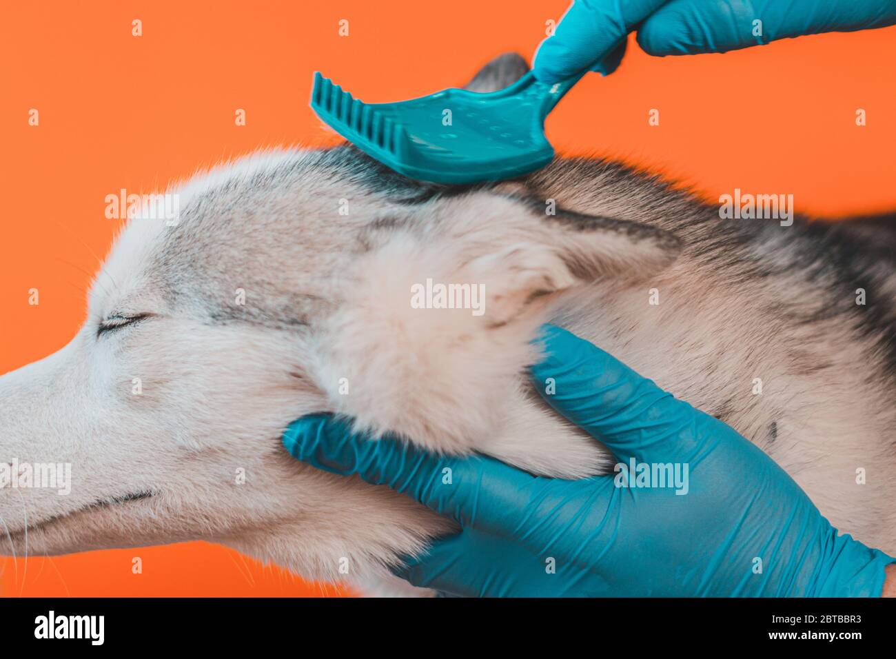 Brushing fur comb in dog breed Siberian Husky isolated on orange ...