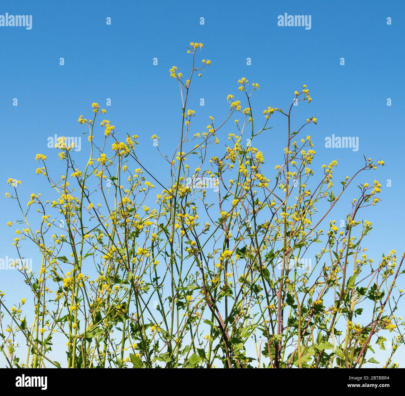 Black Mustard Brassica nigra - a tall annual here growing to over 200cm ...