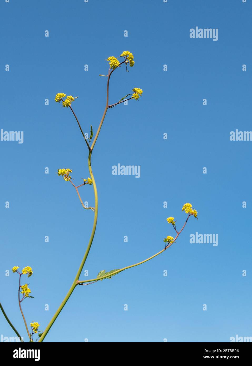 Black Mustard Brassica nigra - a tall annual here growing to over 200cm ...