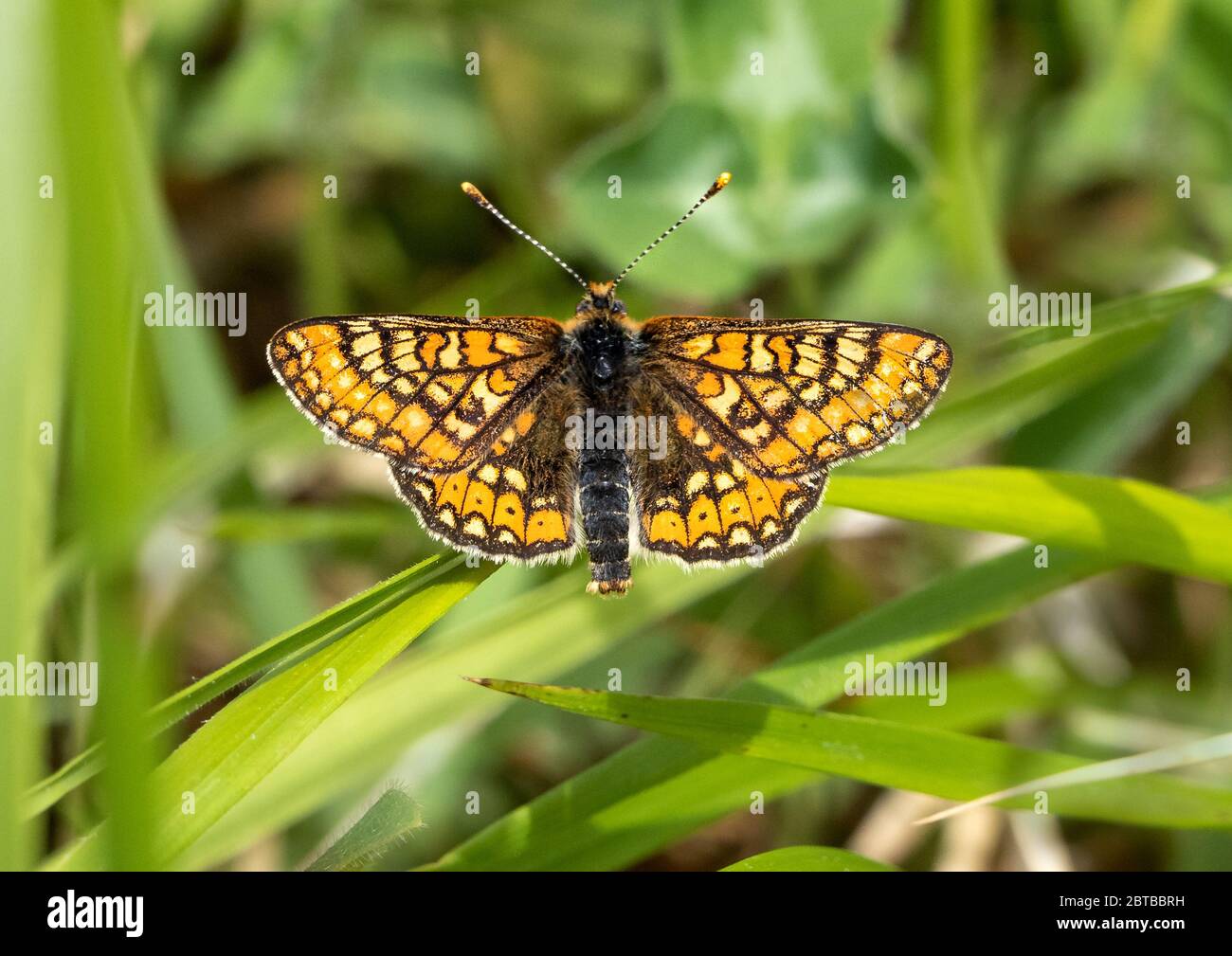 Marsh fritillary butterfly Euphydryas aurinia at Strawberry Banks in ...