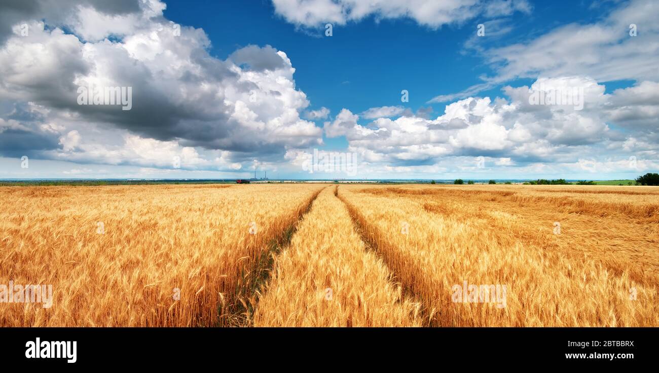 Scenic view big wheat hi-res stock photography and images - Alamy