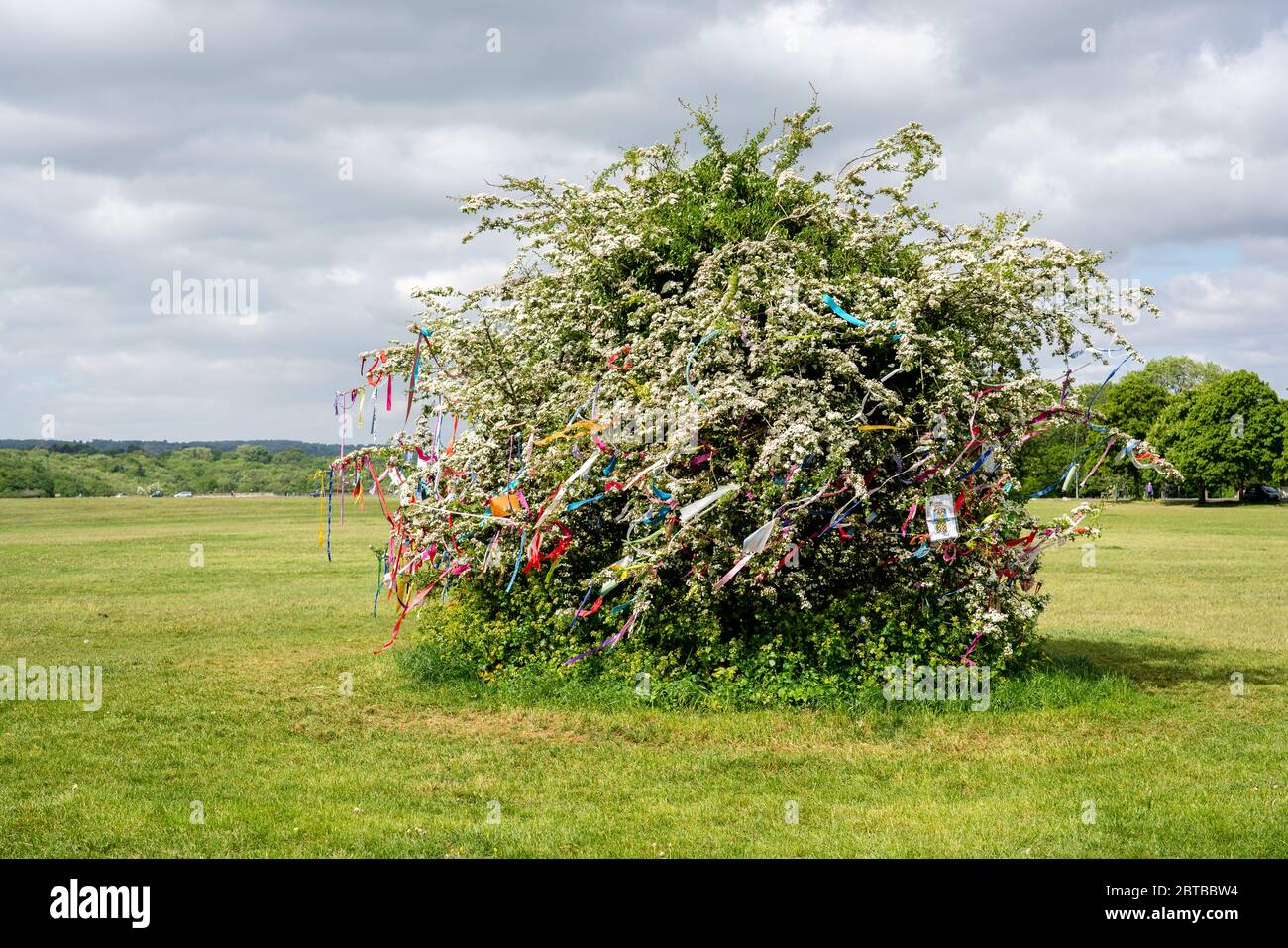 Wish tree hawthorn covered in May blossom colourful ribbons and wishes ...