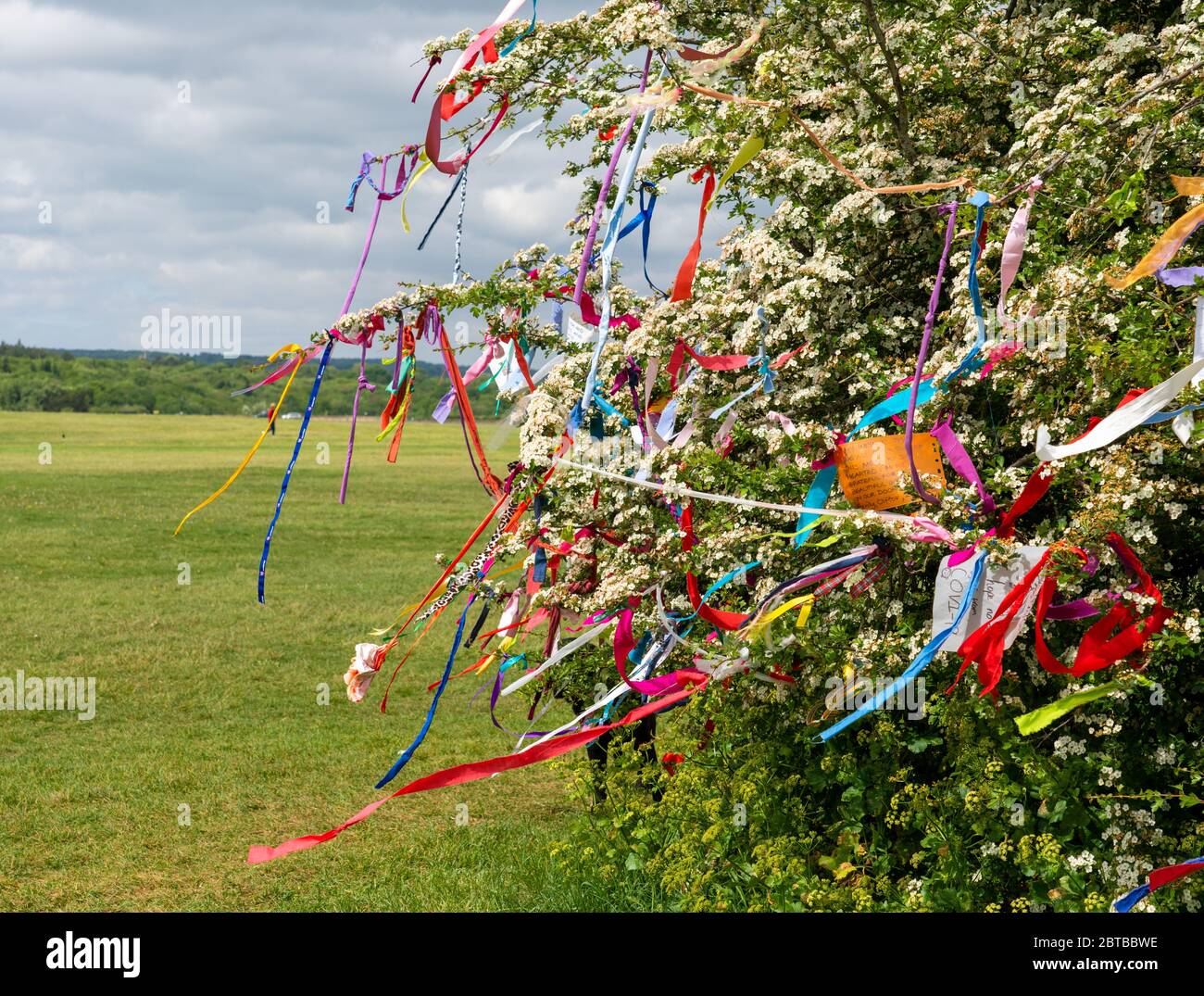Wish tree hawthorn covered in May blossom colourful ribbons and wishes ...