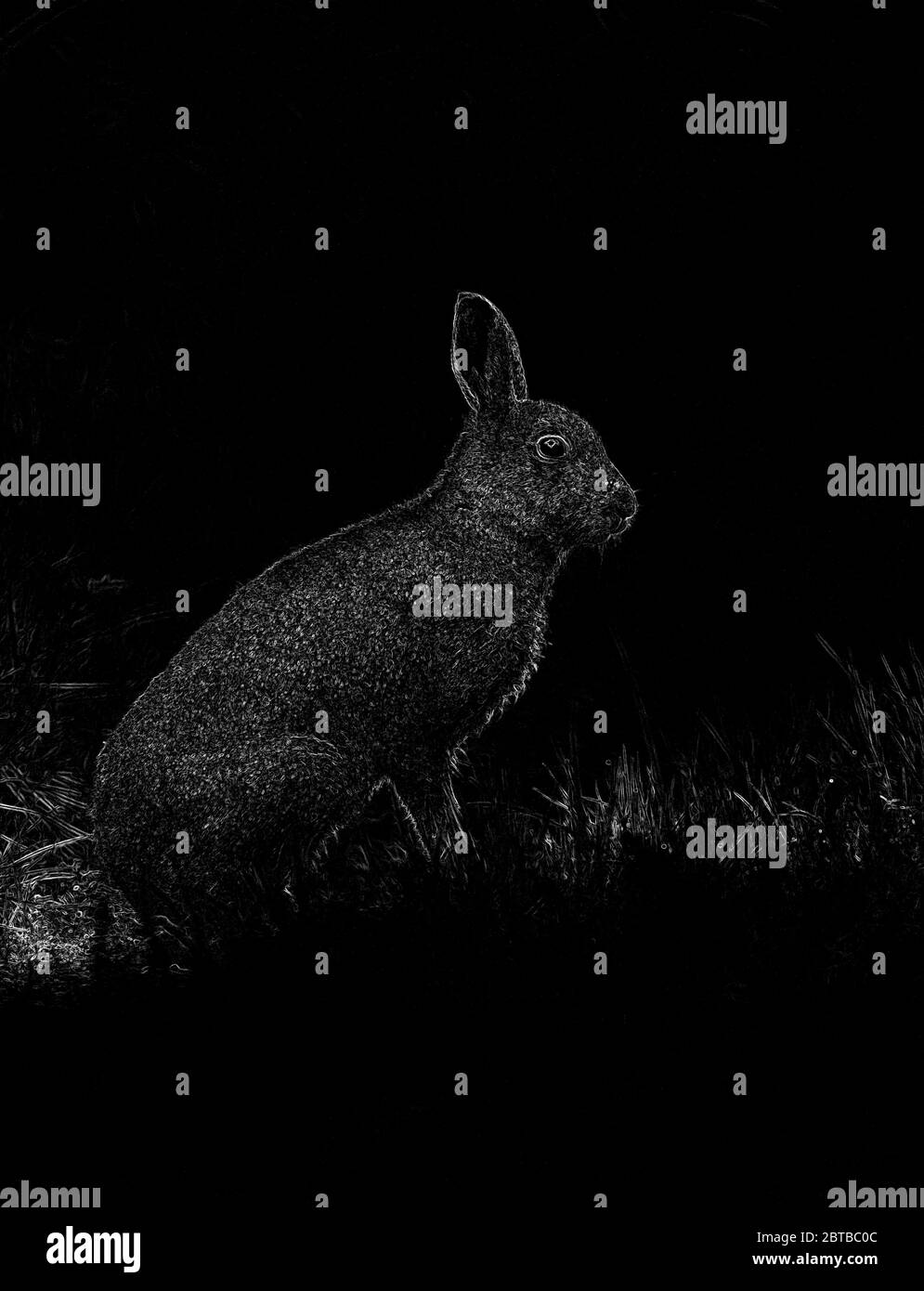 Peter rabbit Black and White Stock Photos & Images - Alamy