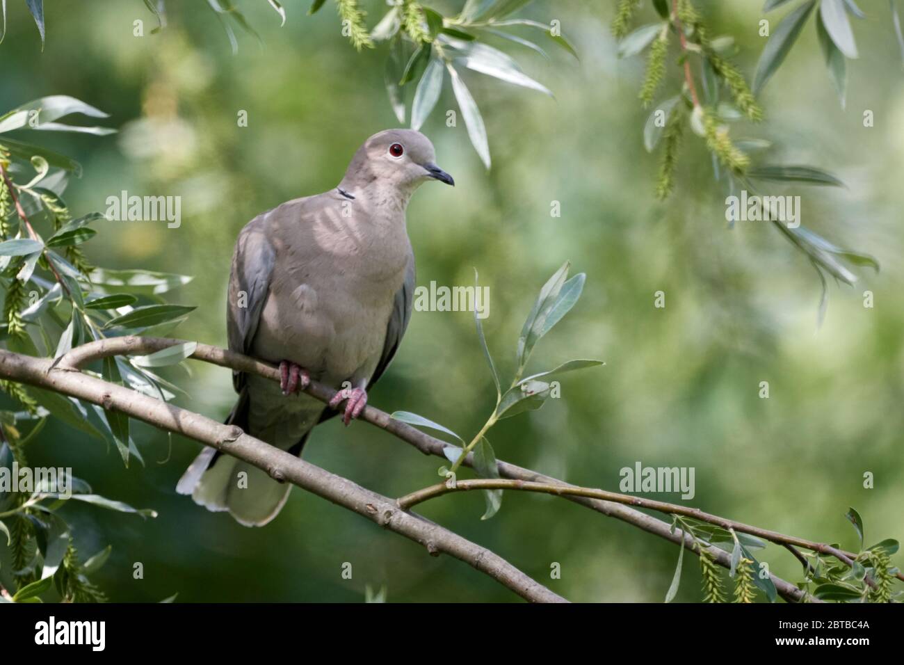 Ring necked dove hi-res stock photography and images - Alamy