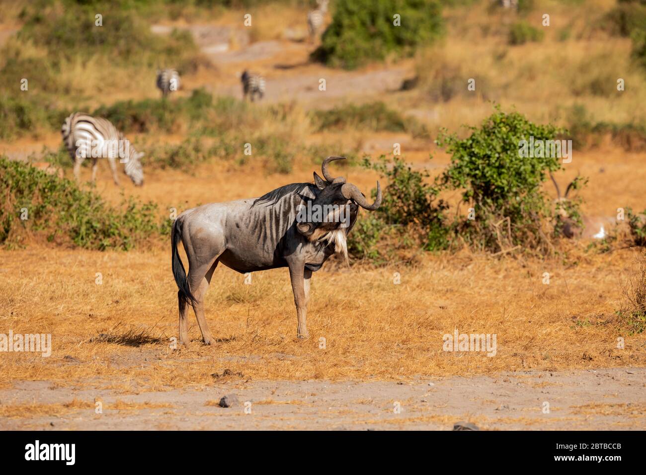 Eastern white bearded wildebeest hi-res stock photography and images ...