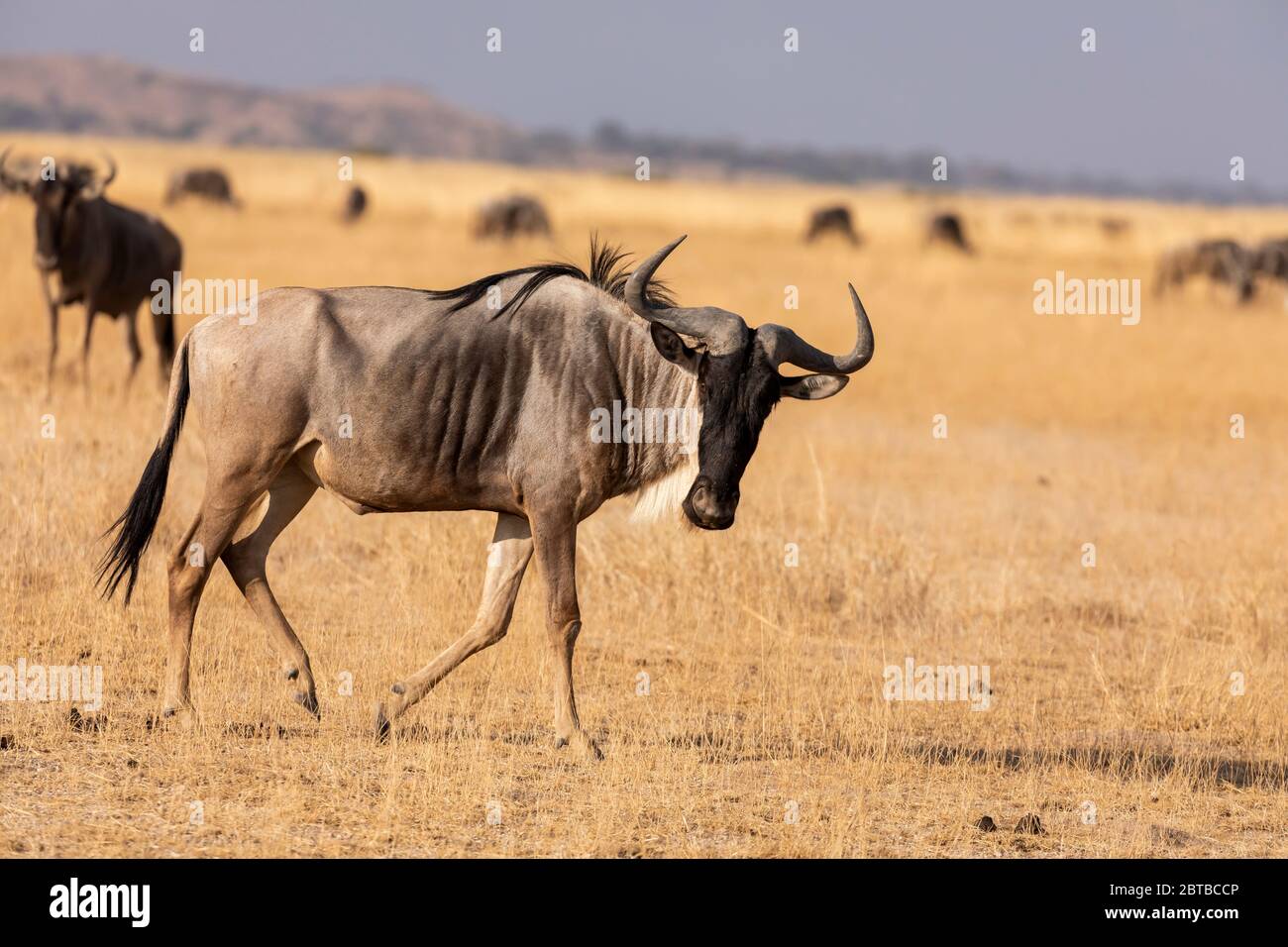 Eastern white bearded wildebeest hi-res stock photography and images ...