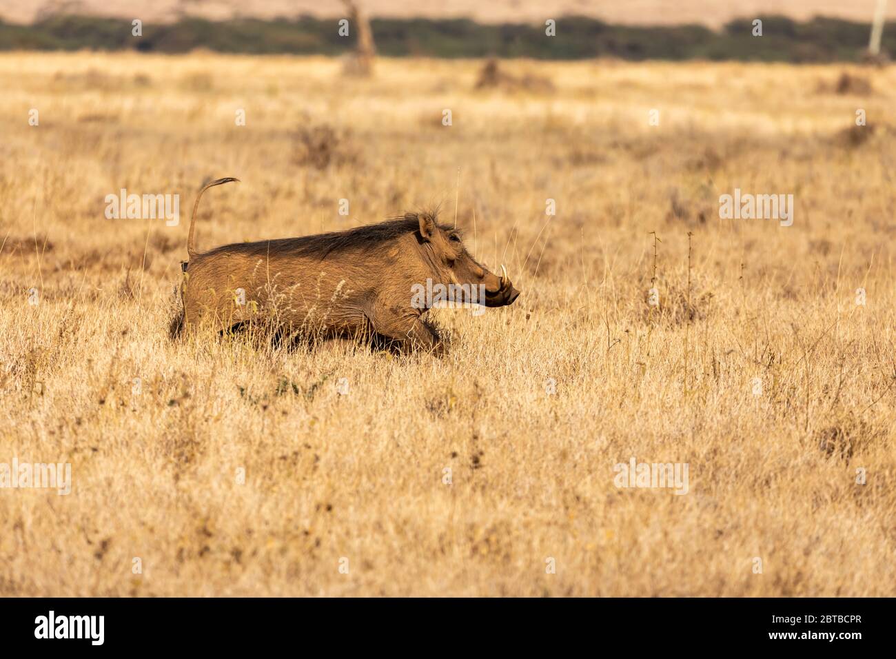 Warthog (Phacochoerus africanus) running across the savannah in Lewa ...