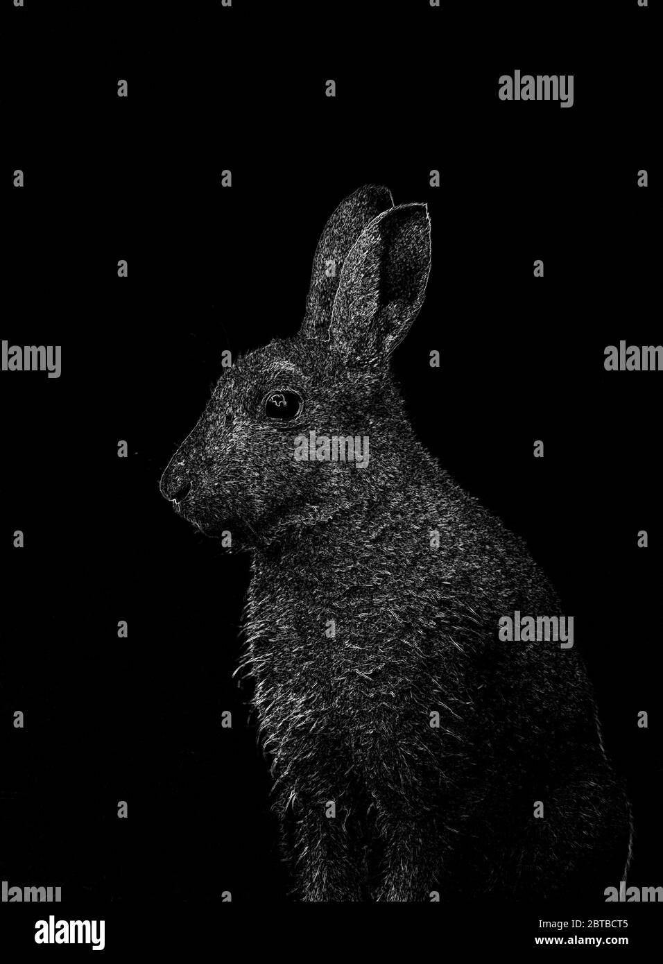 Peter rabbit Black and White Stock Photos & Images - Alamy