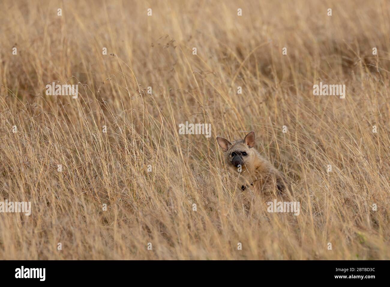 Aardwolf eating termites hi-res stock photography and images - Alamy