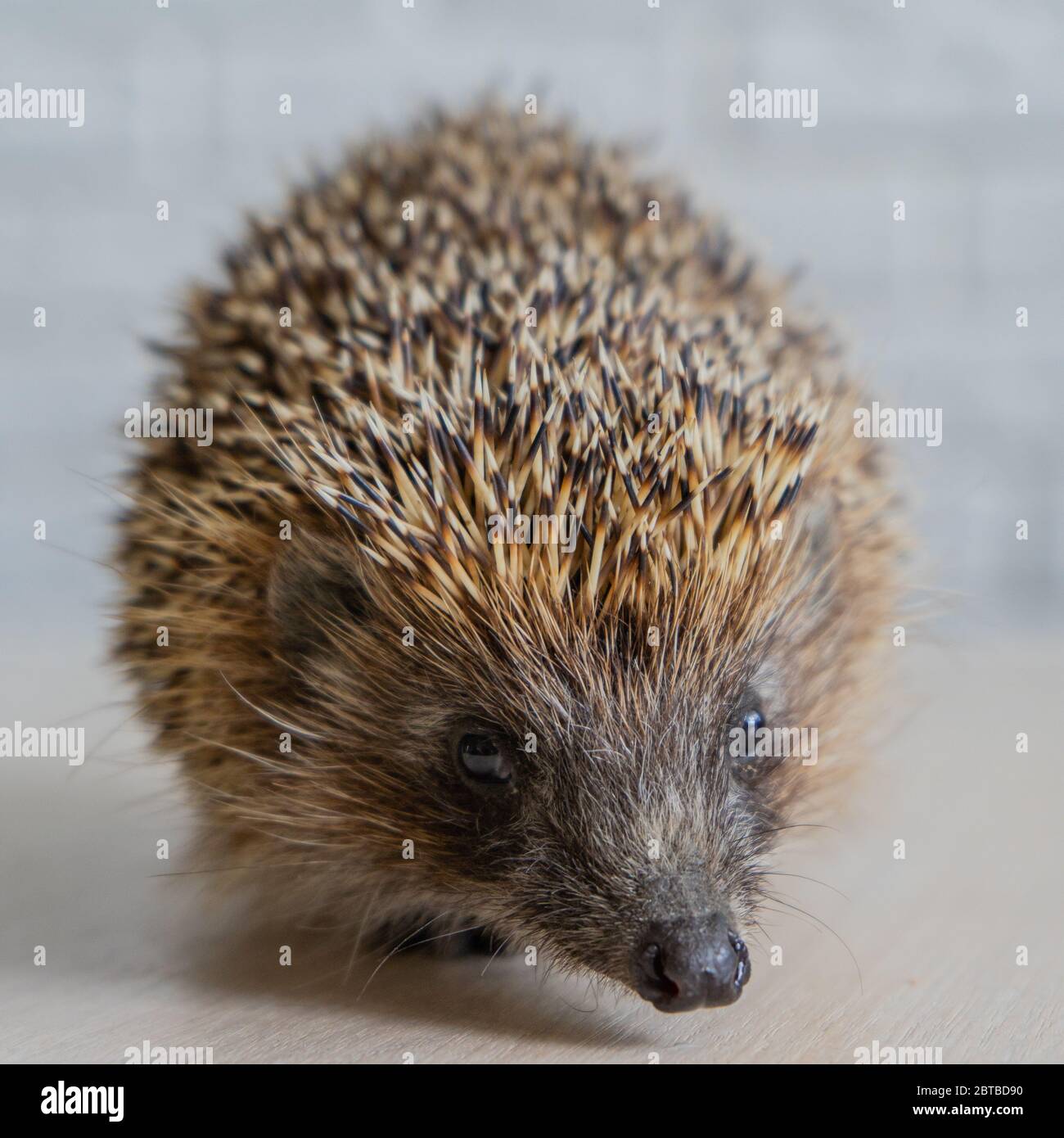 A hedgehog is any of the spiny mammals of the subfamily Erinaceinae, in ...