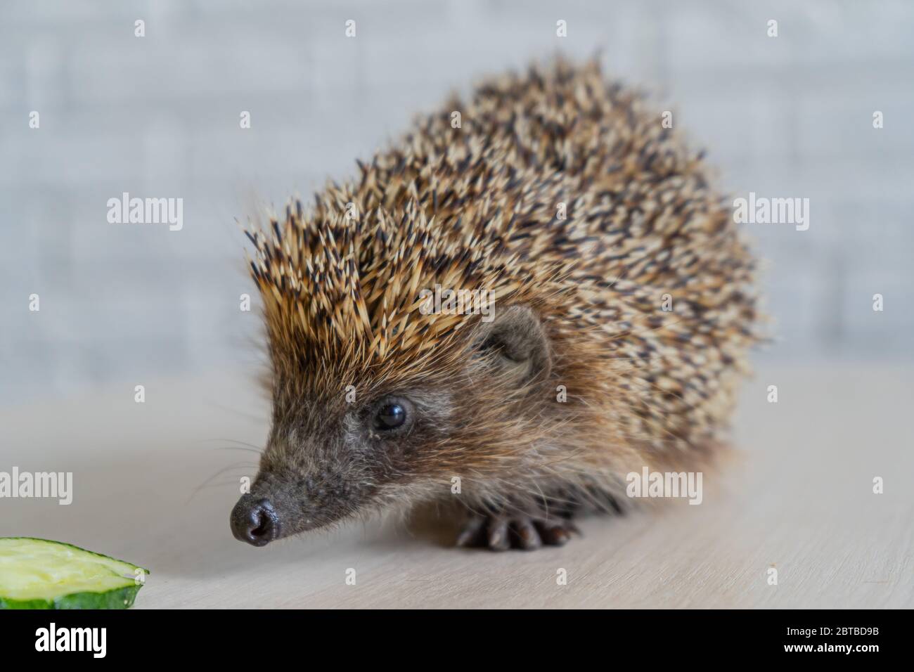 A hedgehog is any of the spiny mammals of the subfamily Erinaceinae, in ...