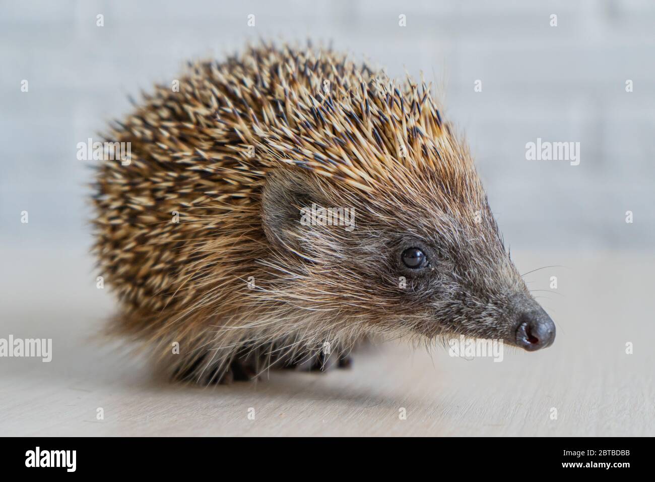 A hedgehog is any of the spiny mammals of the subfamily Erinaceinae, in ...