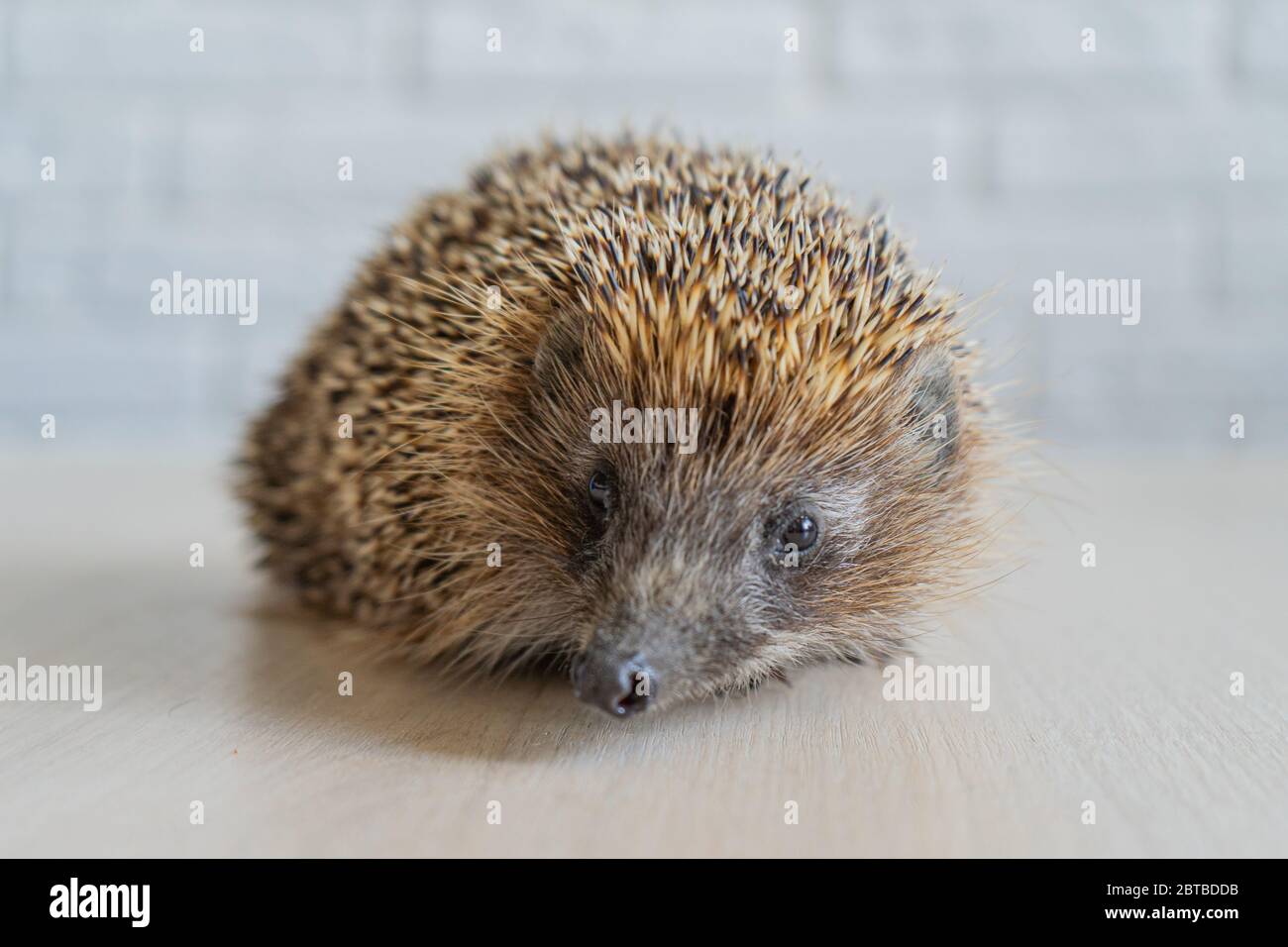 A hedgehog is any of the spiny mammals of the subfamily Erinaceinae, in ...