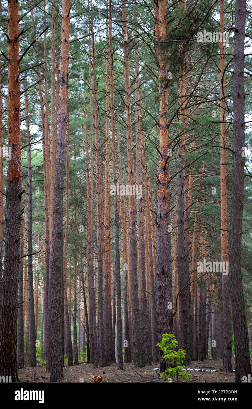 Dense pine forest. Trunks of ship pines. Tall conifers. Forest of ...